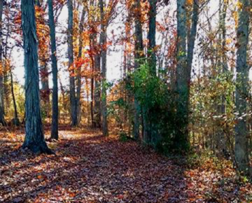 Home - The Lydia Project